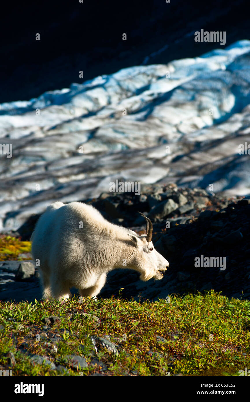 Mountain goat alaska -Fotos und -Bildmaterial in hoher Auflösung – Alamy