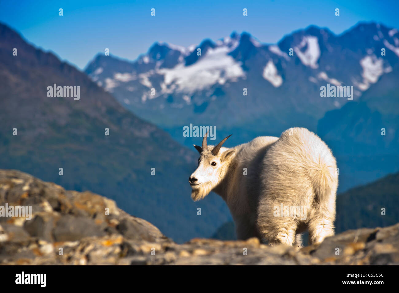 Ziege am berg -Fotos und -Bildmaterial in hoher Auflösung – Alamy