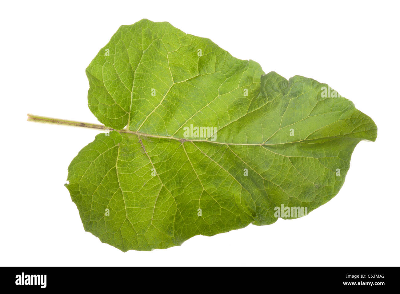 Nahaufnahme klettenblatt -Fotos und -Bildmaterial in hoher Auflösung ...