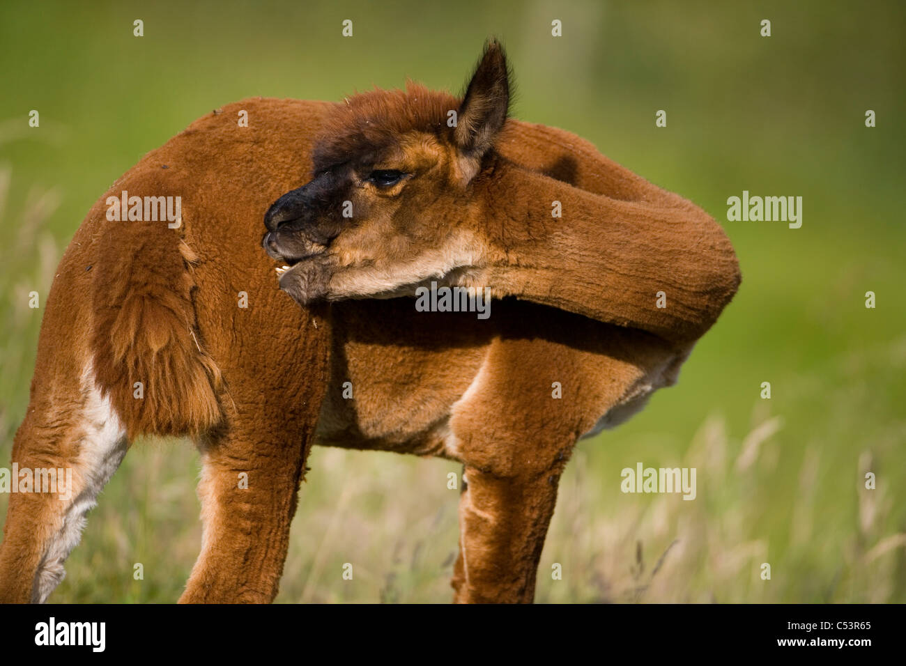 Alpaka mantel -Fotos und -Bildmaterial in hoher Auflösung – Alamy