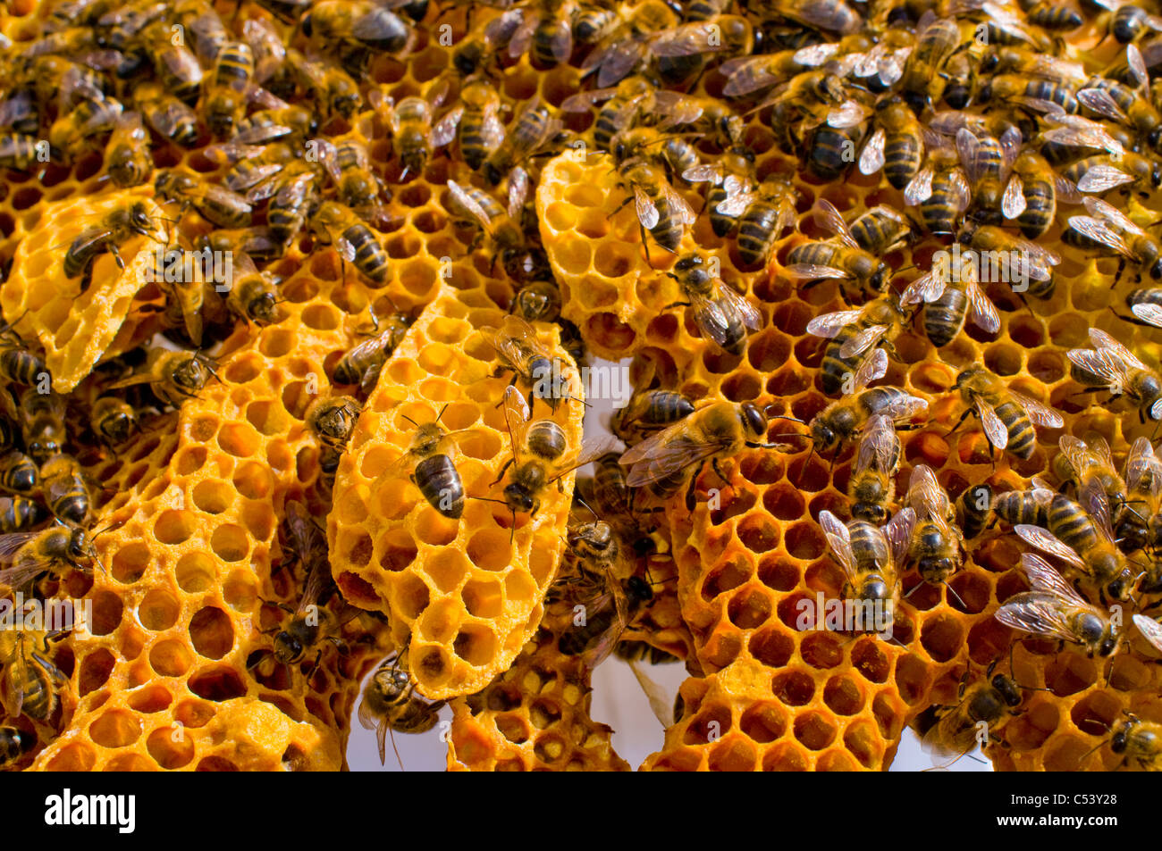 Honigbiene Apis mellifera Stockfotografie - Alamy
