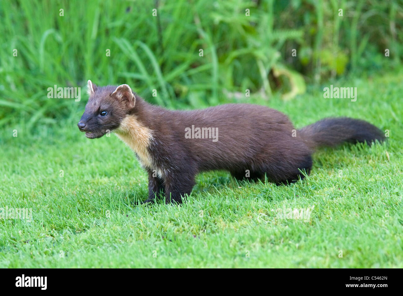 Echte Marder Stockfotos und -bilder Kaufen - Alamy