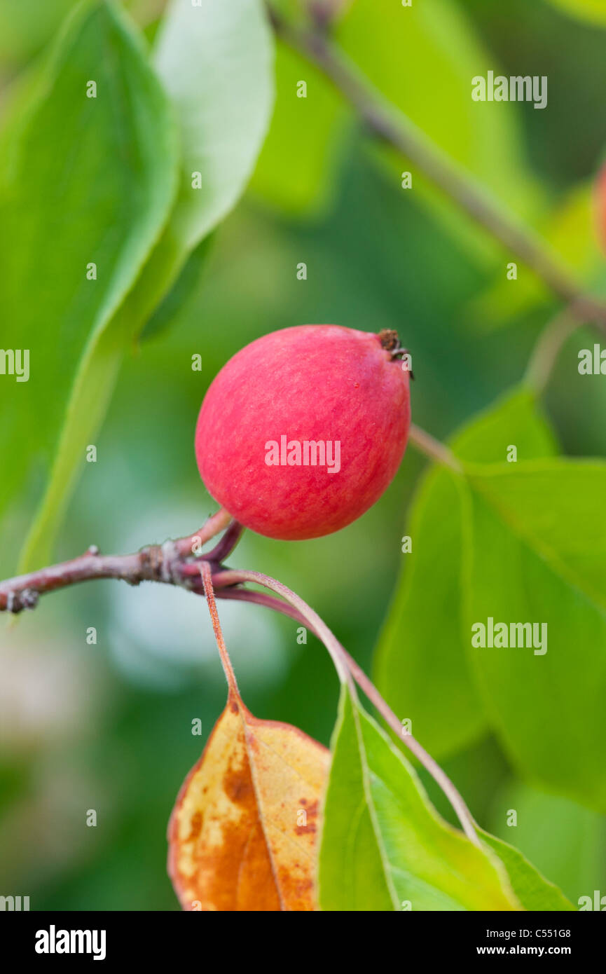 Ornamental Apple Tree Malus Red Stockfotos und -bilder Kaufen - Alamy