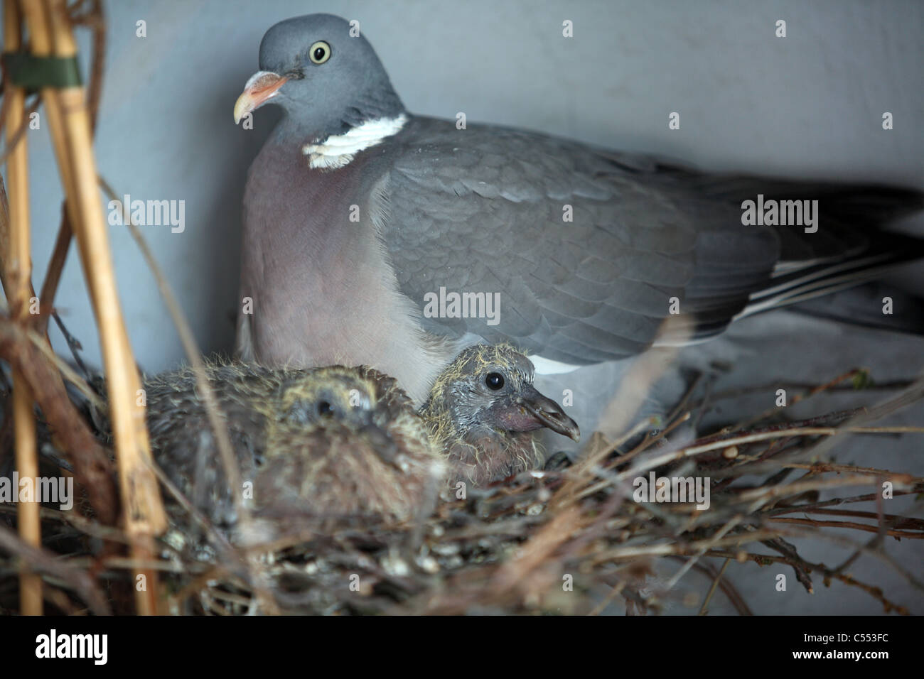 German taube -Fotos und -Bildmaterial in hoher Auflösung – Alamy