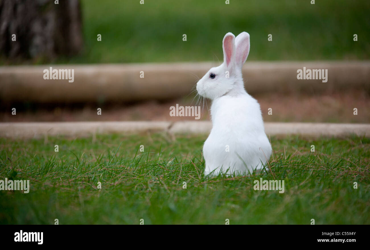 Weißer hase -Fotos und -Bildmaterial in hoher Auflösung – Alamy