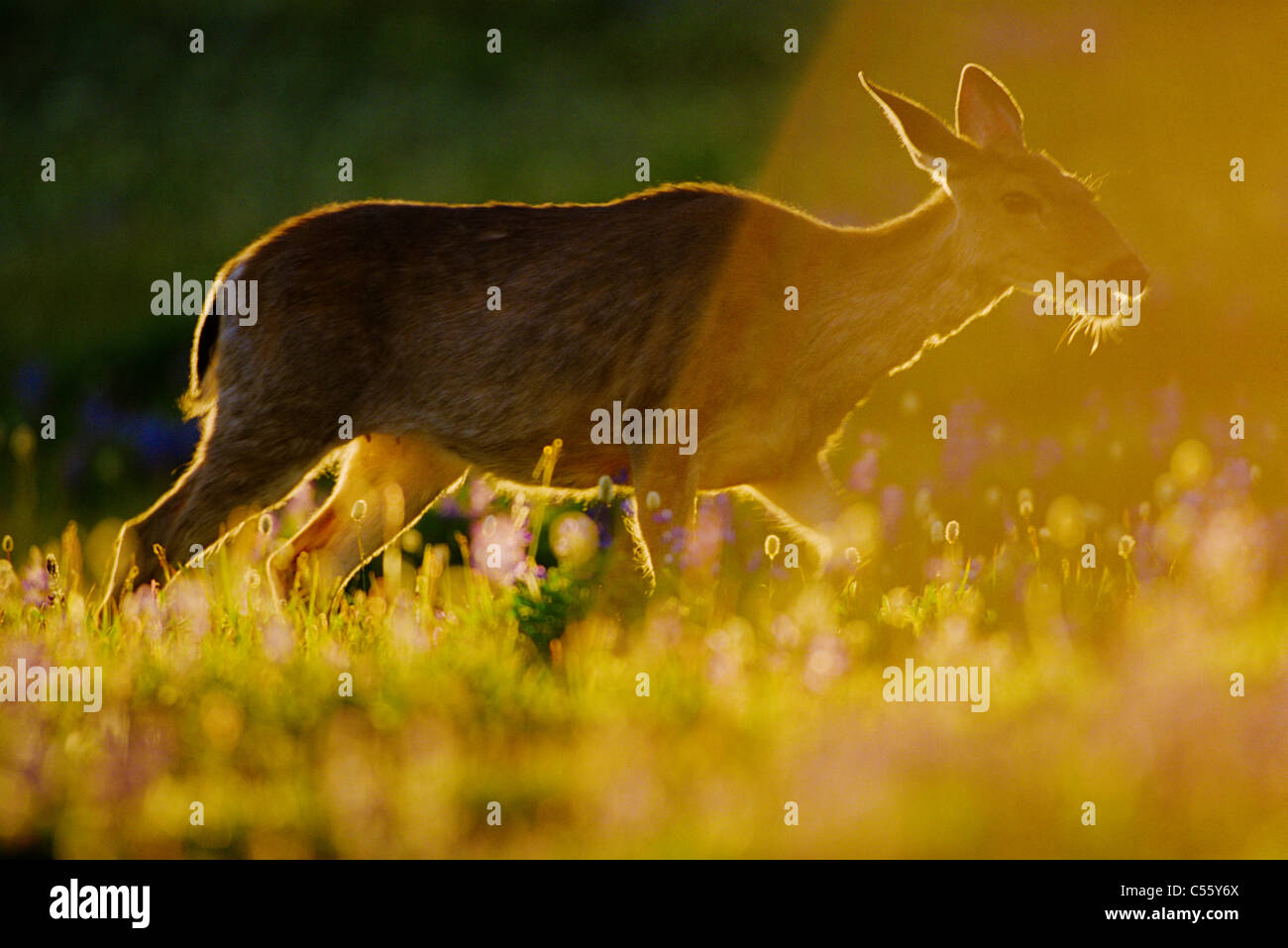Maultierhirsch (Odocoileus Hemionus) zu Fuß in ein Feld, Olympic ...
