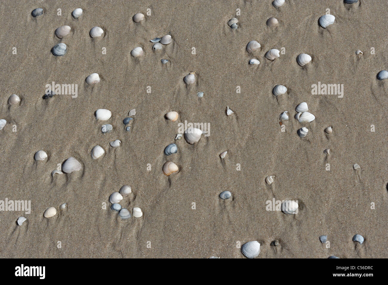 Muscheln bin Strand - Muschel am Strand Stockfotografie - Alamy