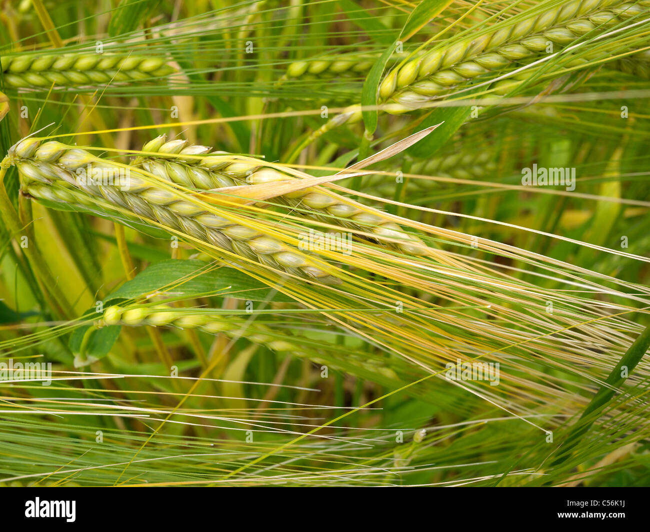 Close up barley hordeum vulgare -Fotos und -Bildmaterial in hoher ...