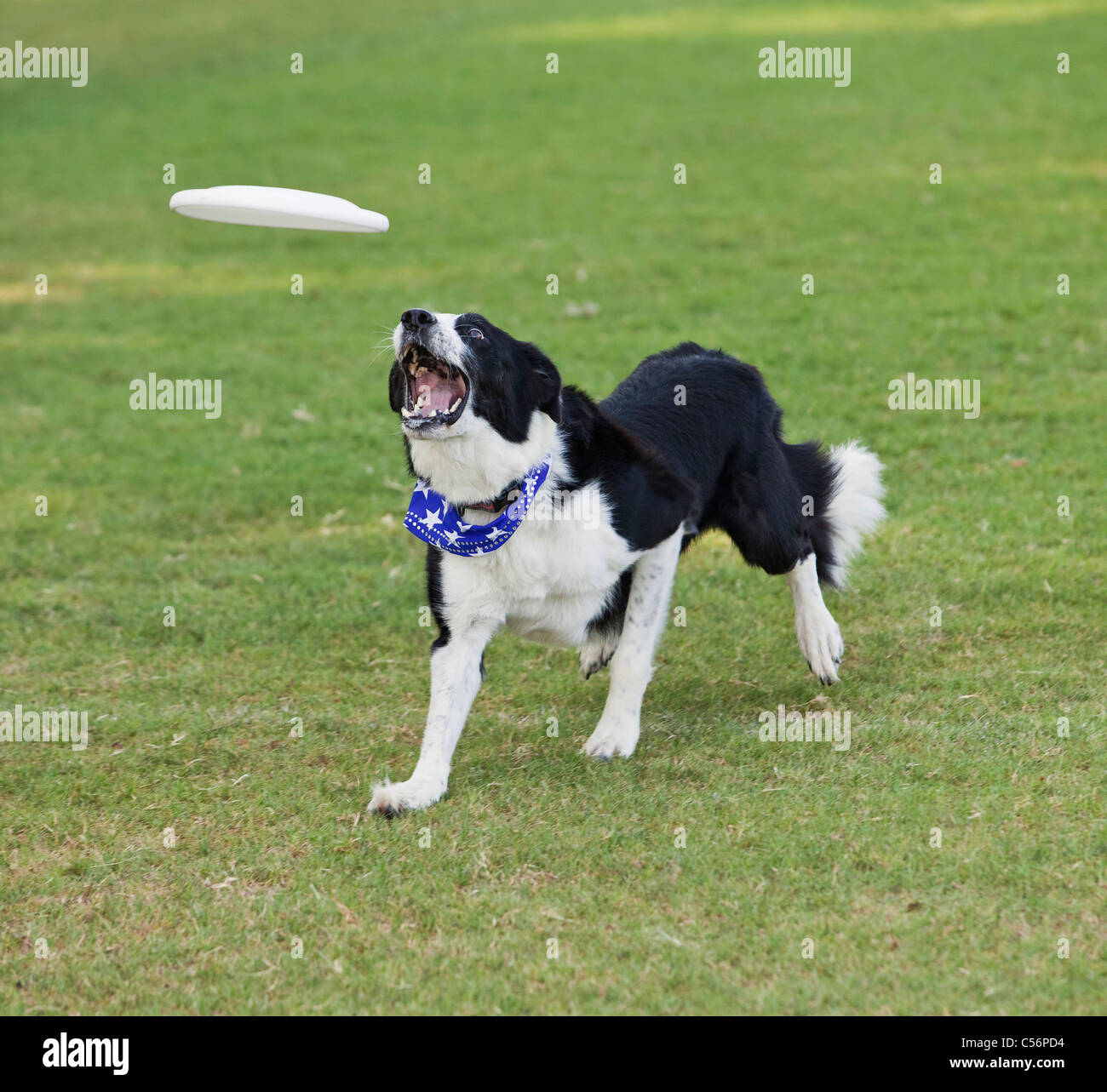 Hund frisbee -Fotos und -Bildmaterial in hoher Auflösung – Alamy