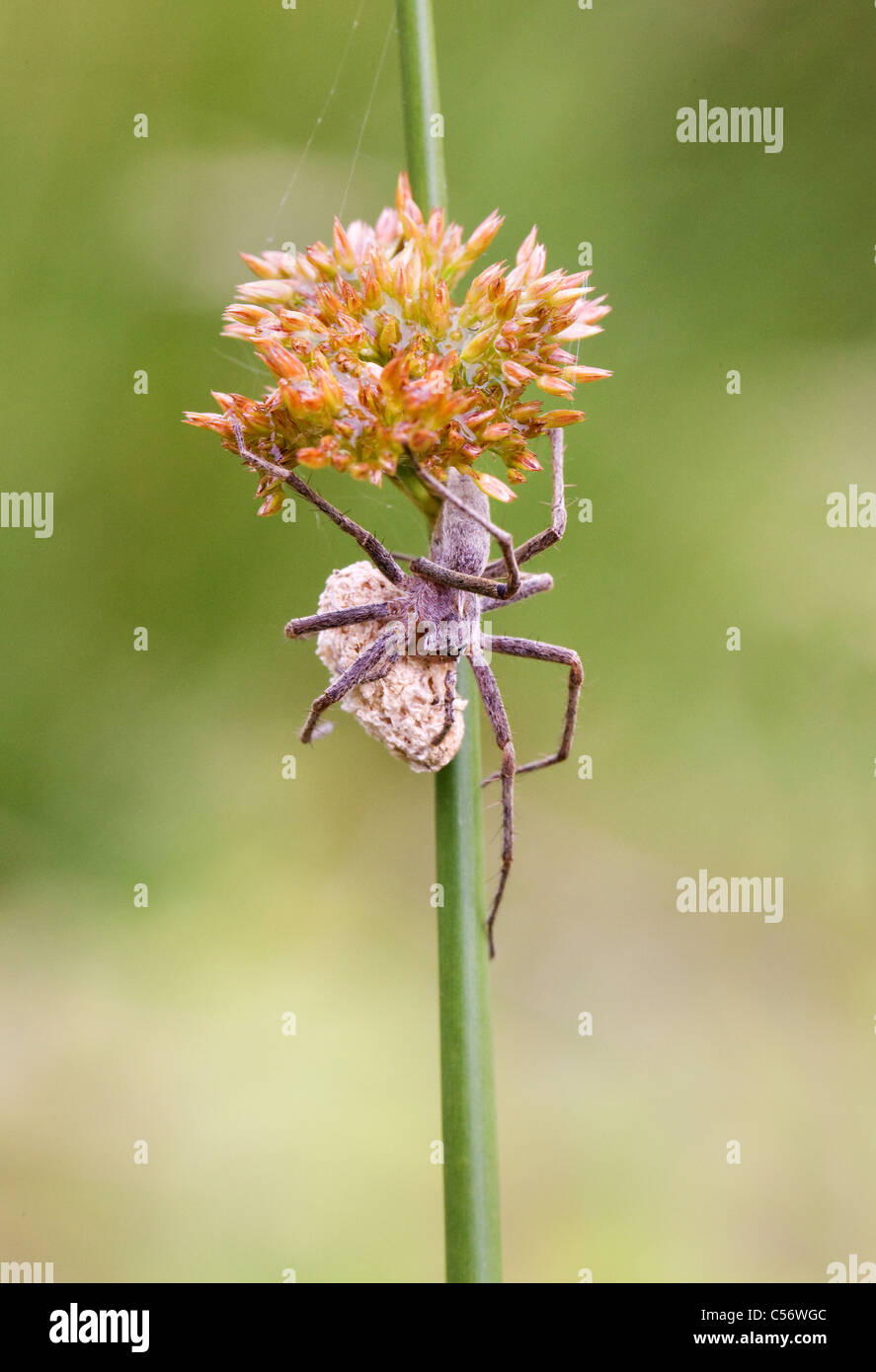 Baumschule Web Spider Pisaura Mirabilis auf Segge stammen tragen Ei sac ...