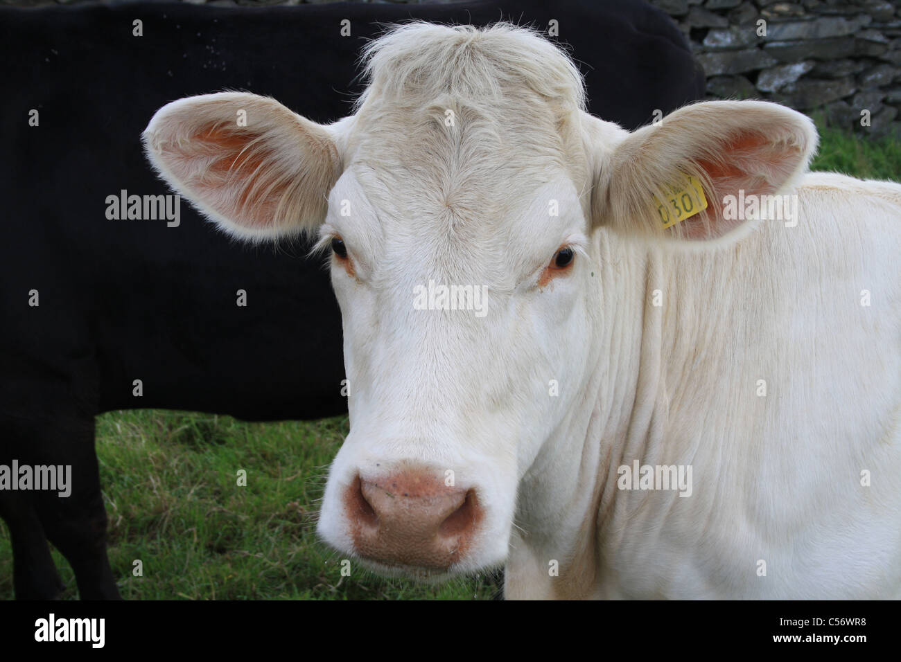 Kuh fotos -Fotos und -Bildmaterial in hoher Auflösung – Alamy