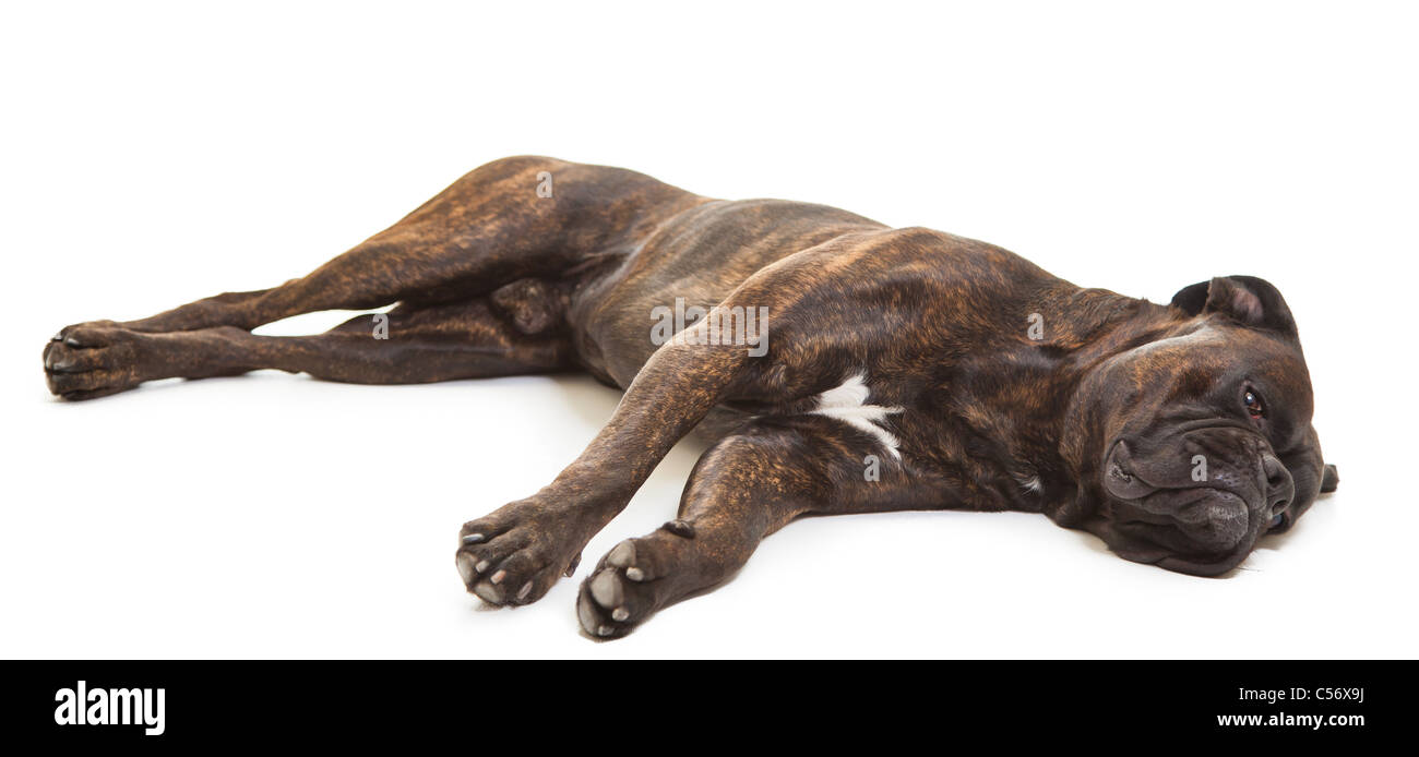 Dunkel gestromter hund -Fotos und -Bildmaterial in hoher Auflösung – Alamy