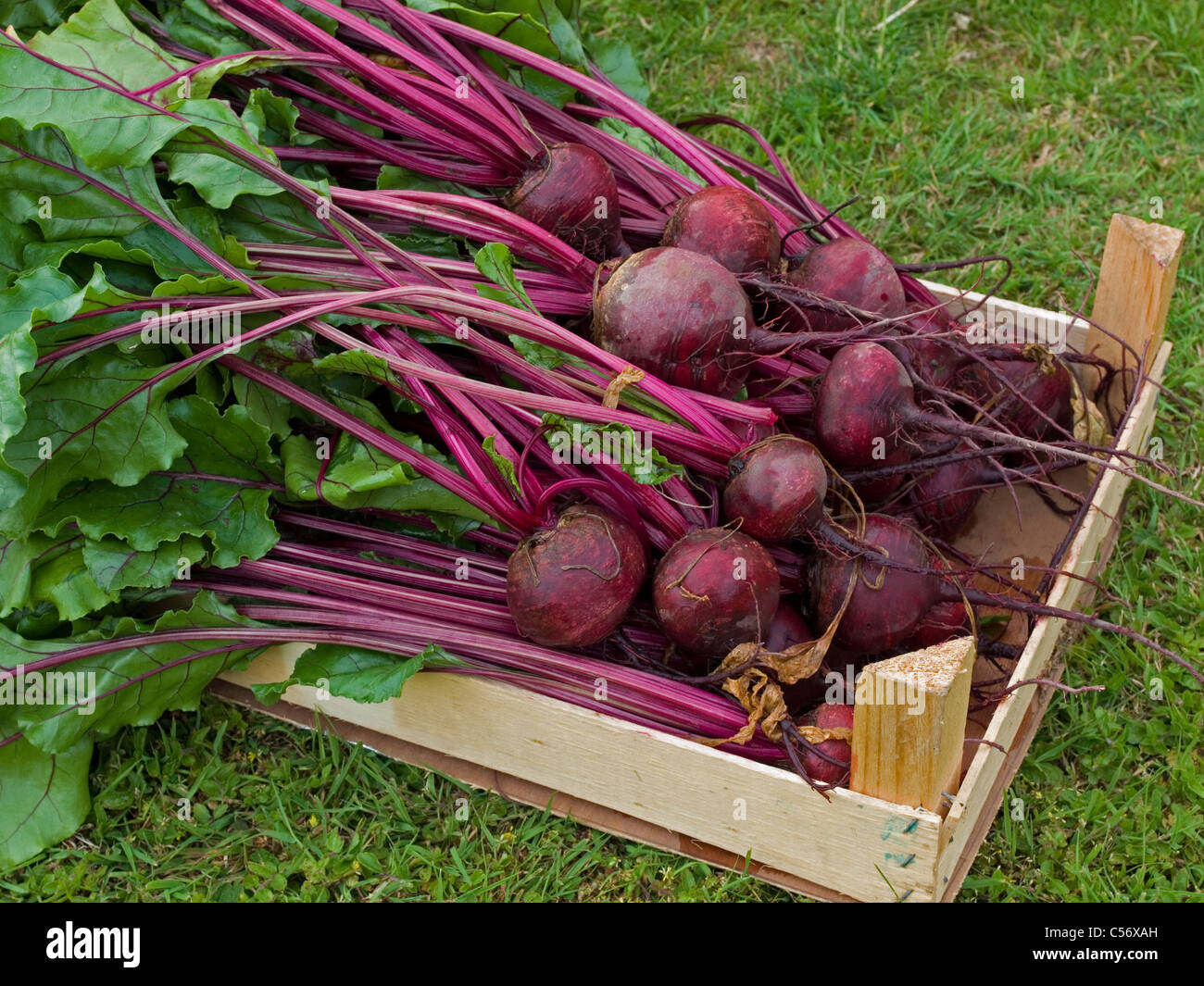 Rote bete -Fotos und -Bildmaterial in hoher Auflösung – Alamy