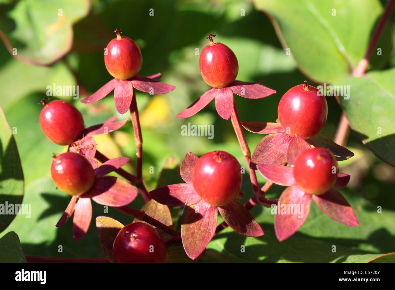 Rote samenkapseln -Fotos und -Bildmaterial in hoher Auflösung – Alamy