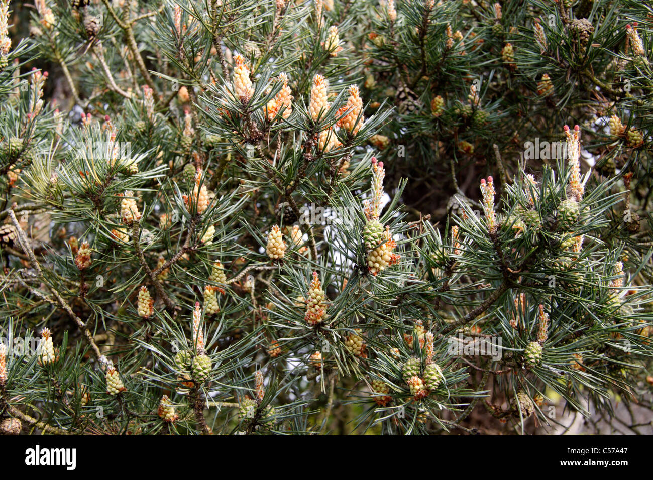 Kiefer Baum Gattung Pinus Stockfotografie - Alamy