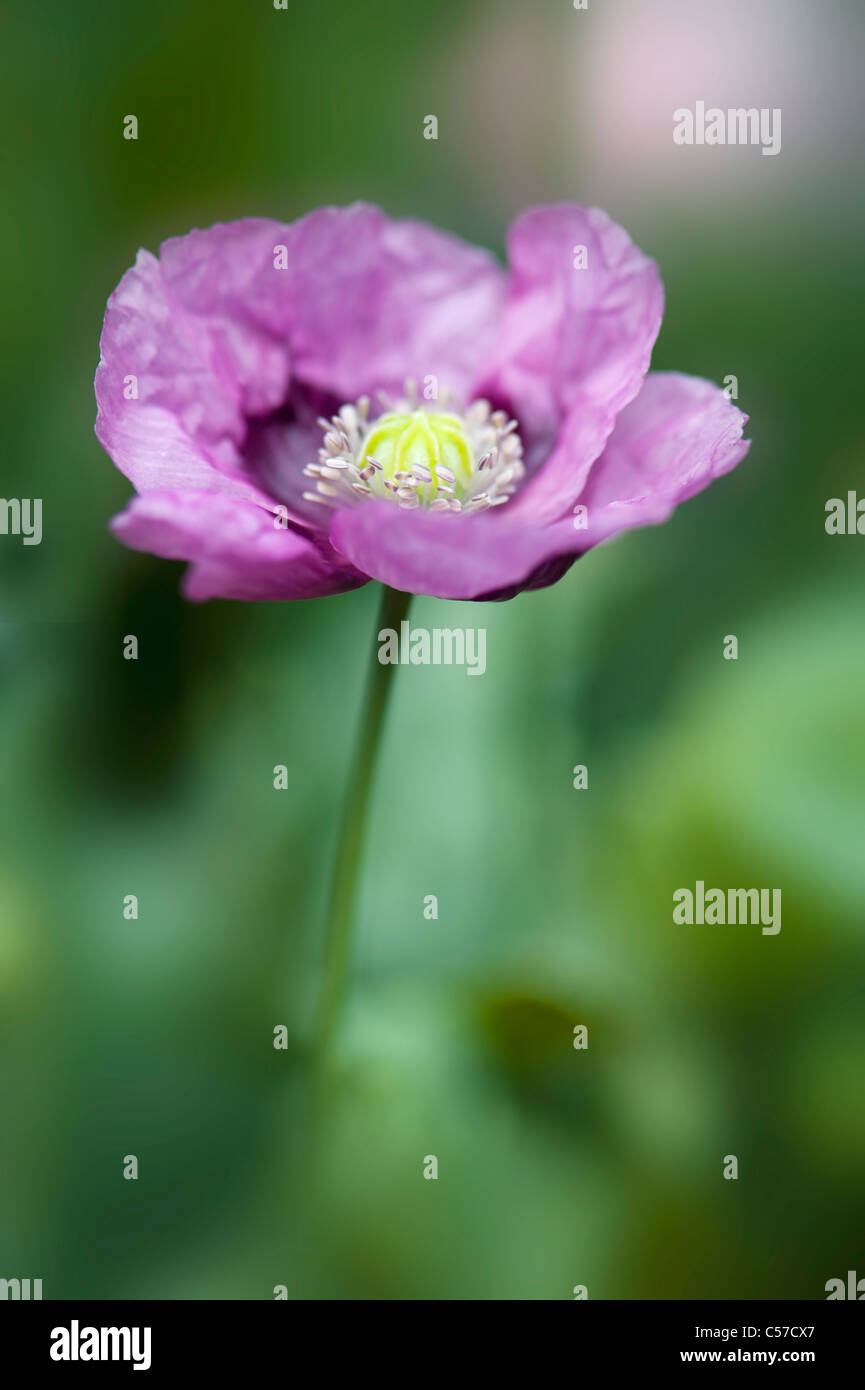 Papaver somniferum opium poppy -Fotos und -Bildmaterial in hoher ...