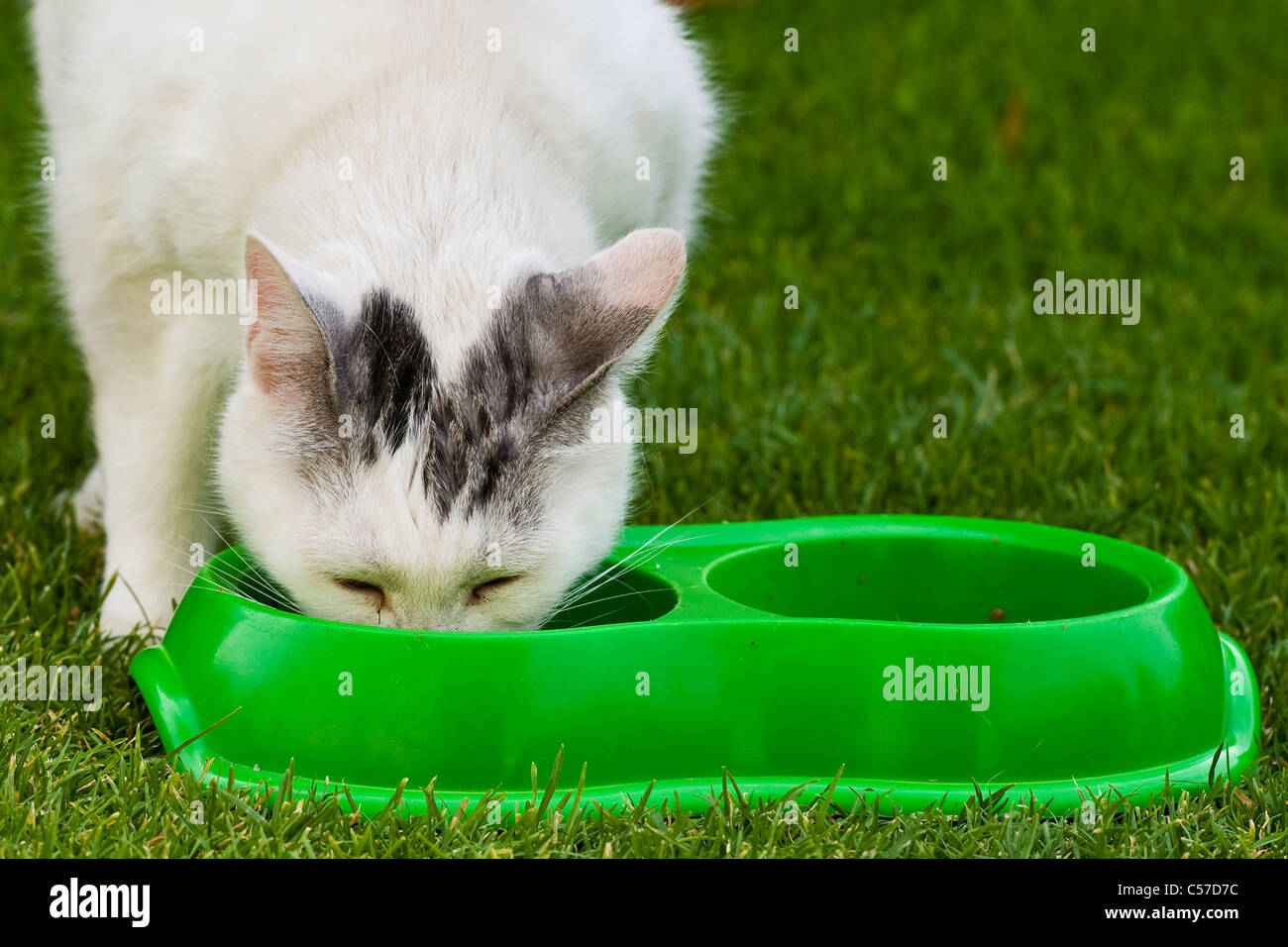 Katzen fressen -Fotos und -Bildmaterial in hoher Auflösung – Alamy