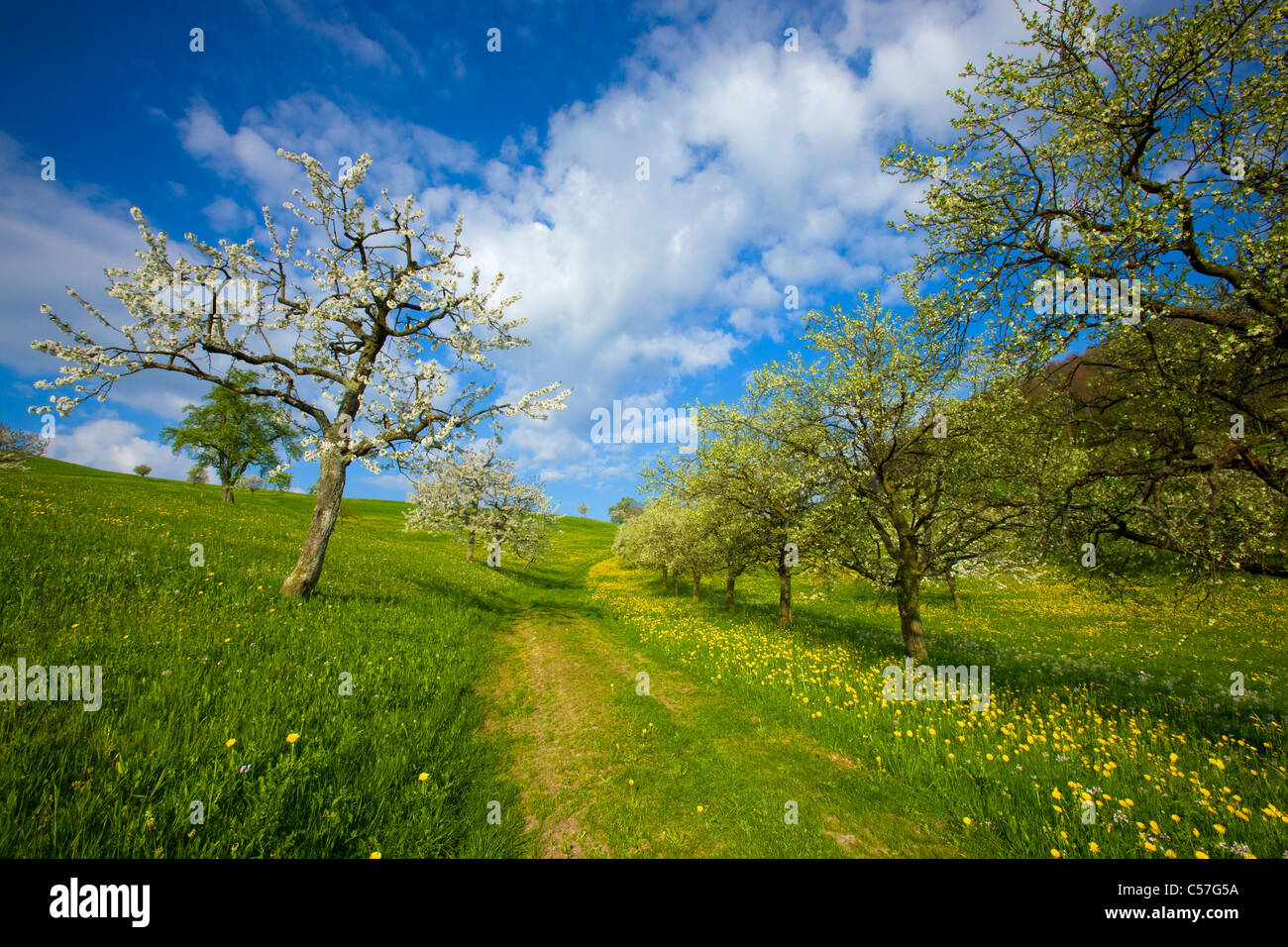 Arboldswil, Schweiz, Europa, Kanton Basel-Landschaft, Wiese, Weg ...