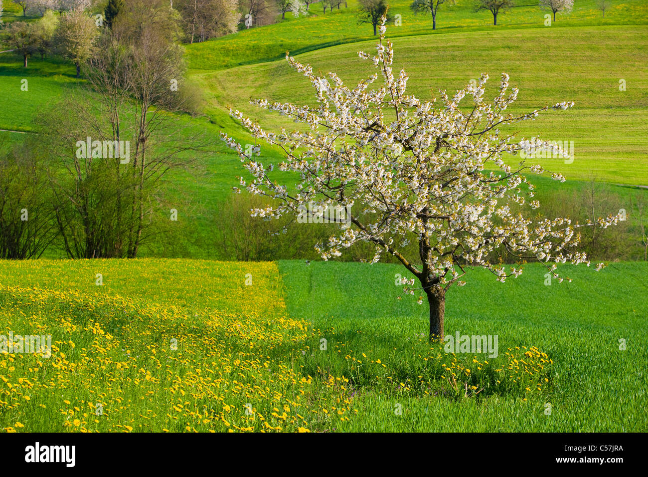 Reigoldswil, Schweiz, Europa, Kanton Basel land, Wiesen, blühende ...