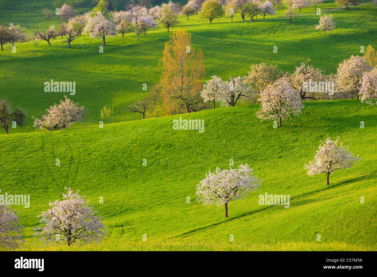 Wiese mit blühenden kirschbäumen -Fotos und -Bildmaterial in hoher ...