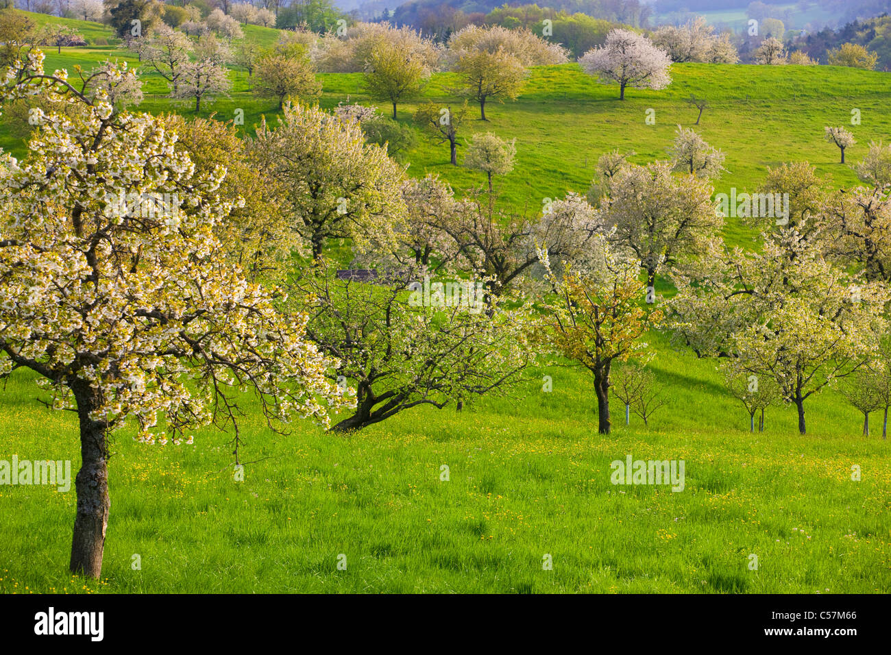 Obstbaume In Der Wiese Dungen