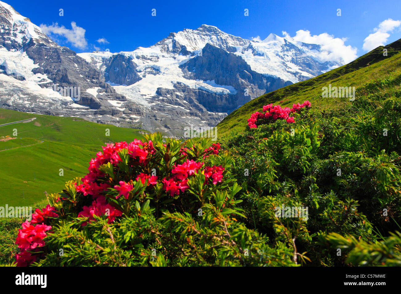 Alpen, Alpenflora, Alpenrose, Alpenrosen, Ansicht, Berg, Bergflora ...