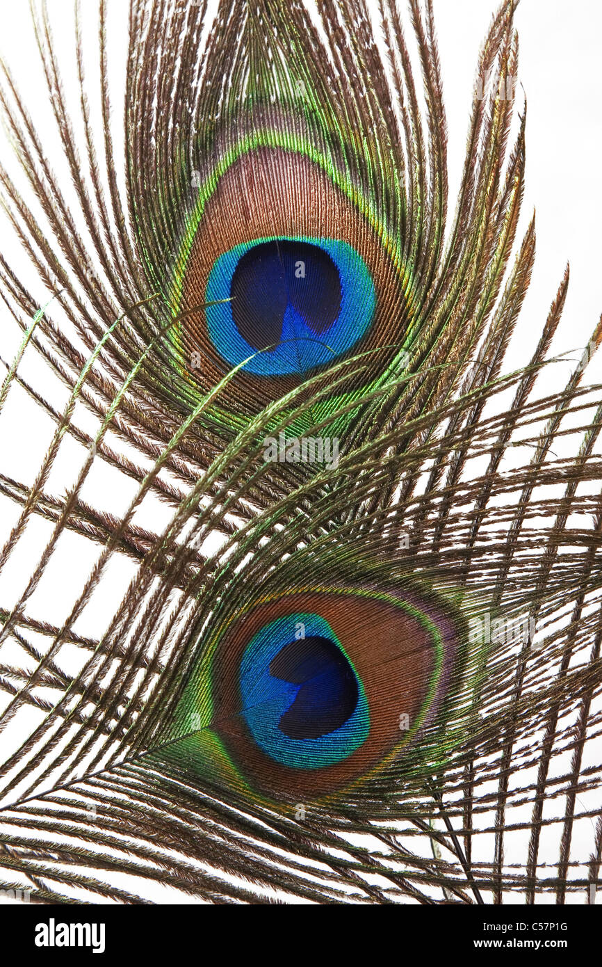 Peacock feather design -Fotos und -Bildmaterial in hoher Auflösung – Alamy