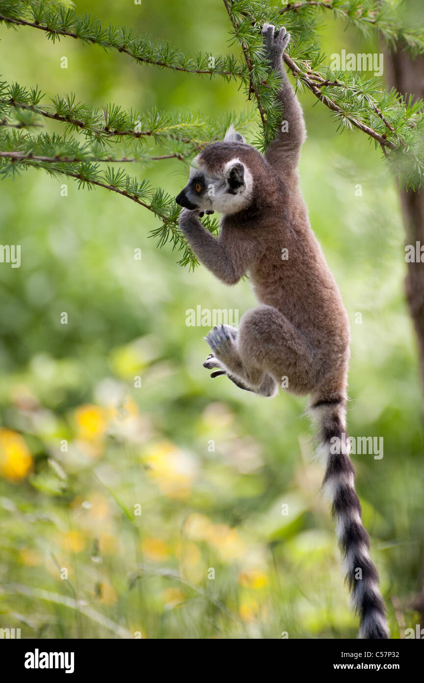 Nahaufnahme von einem niedlichen Katta Baby Kletterbaum (Lemur Catta ...