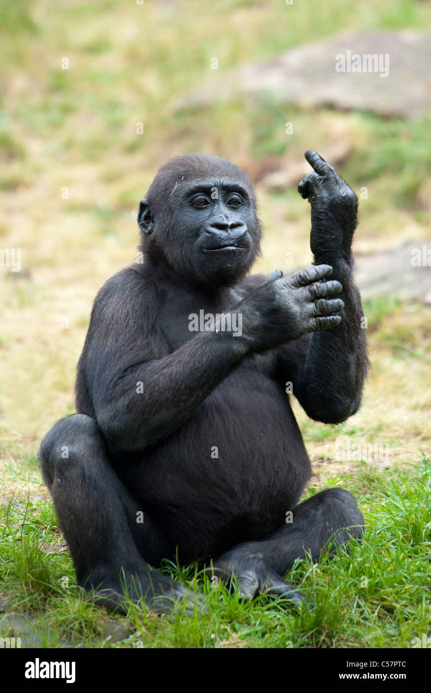 Affe finger -Fotos und -Bildmaterial in hoher Auflösung – Alamy