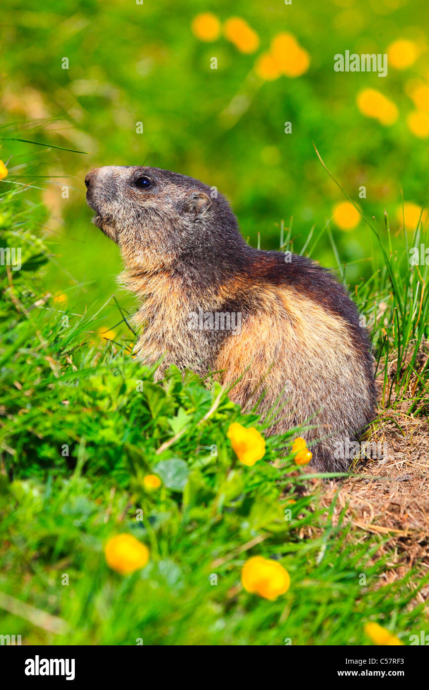 1, Alpen, Murmeltier, Murmeltier, Alpine Fauna, Alpenflora ...