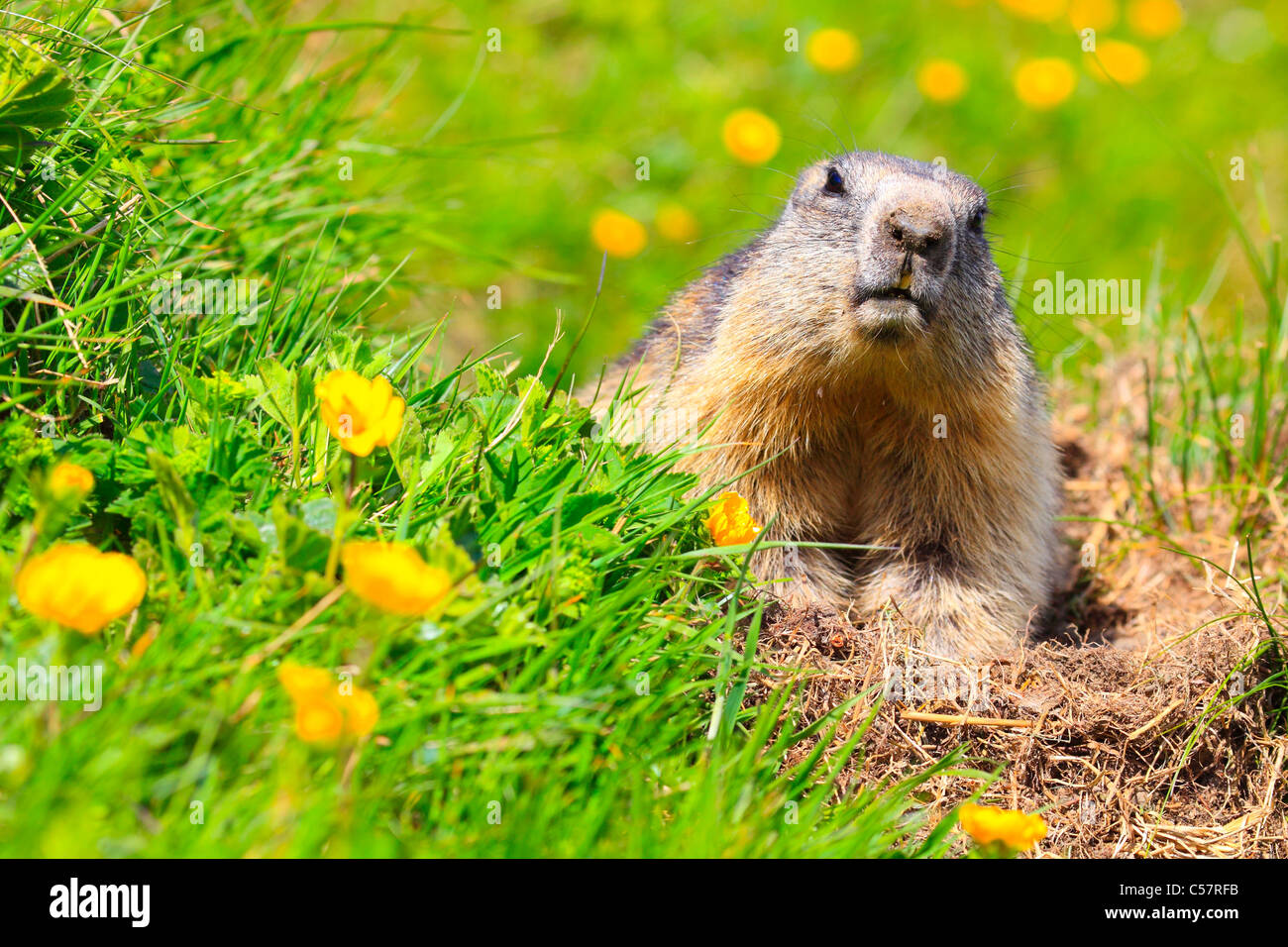 1, Alpen, Murmeltier, Murmeltier, Alpine Fauna, Alpenflora ...