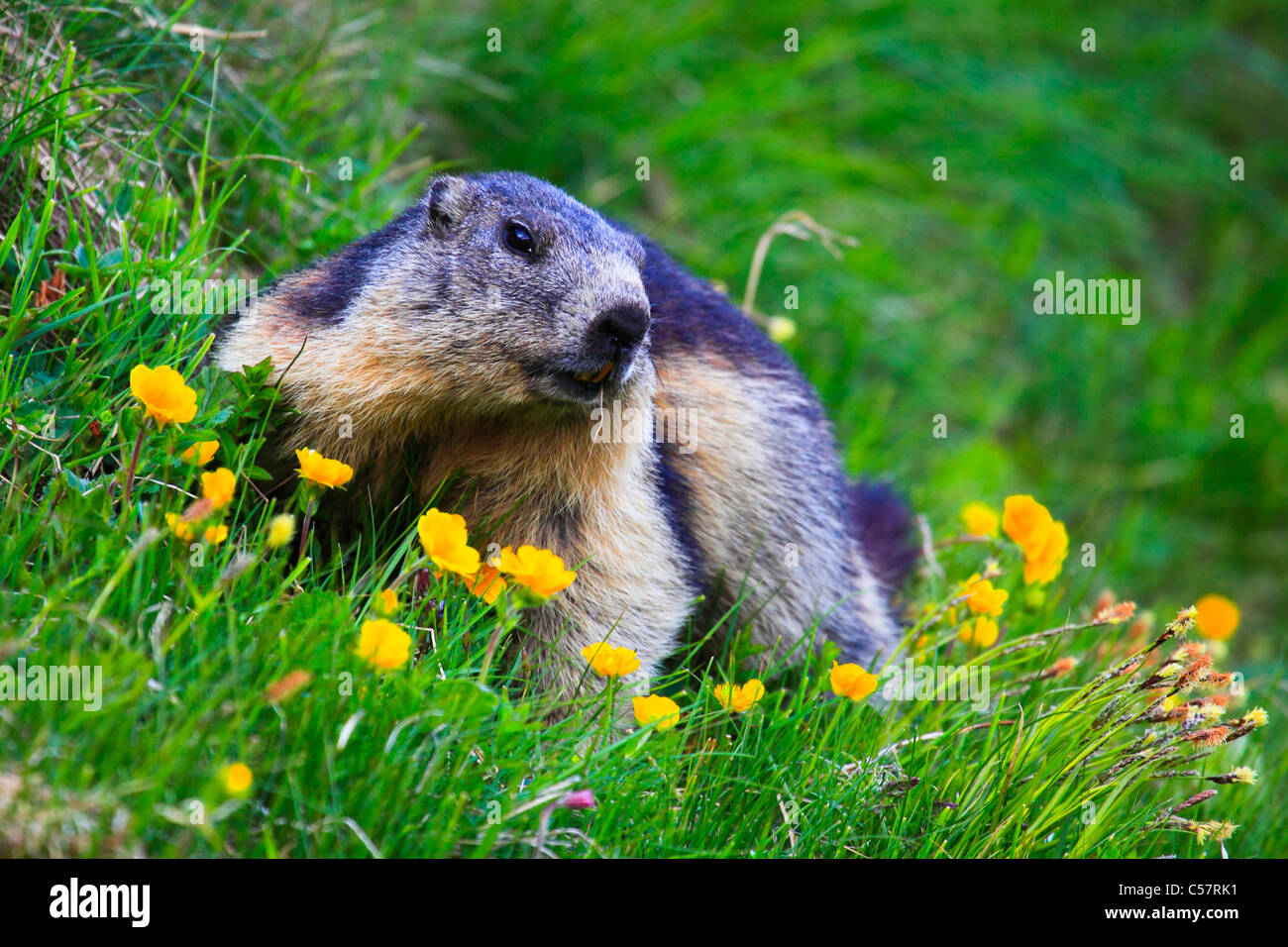1, Alpen, Murmeltier, Murmeltier, Alpine Fauna, Alpenflora ...