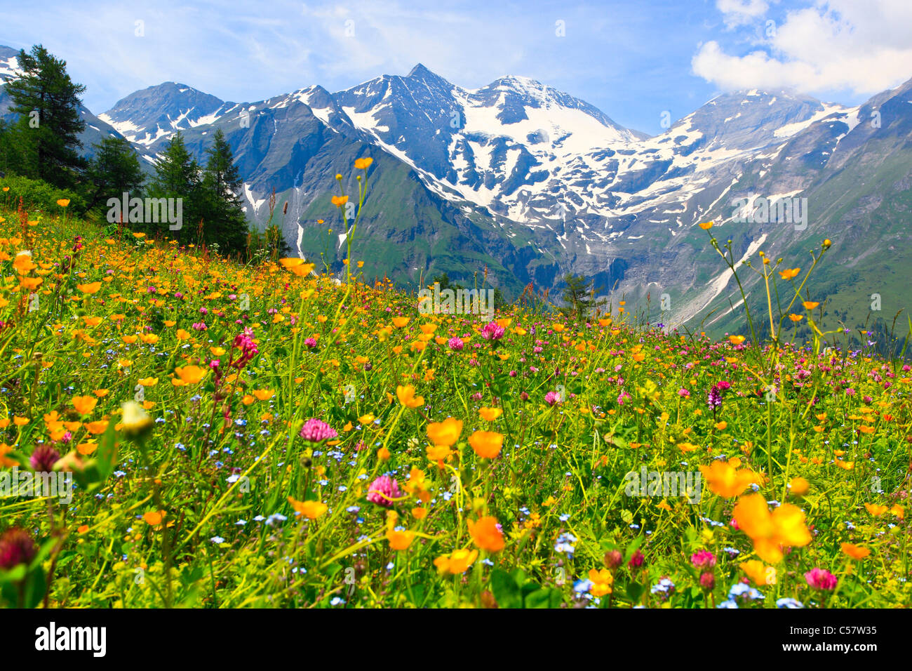 Abend, Alptraum, Alpen, Alpenblumen, Alpenflora, Alpenpanorama, Berg ...