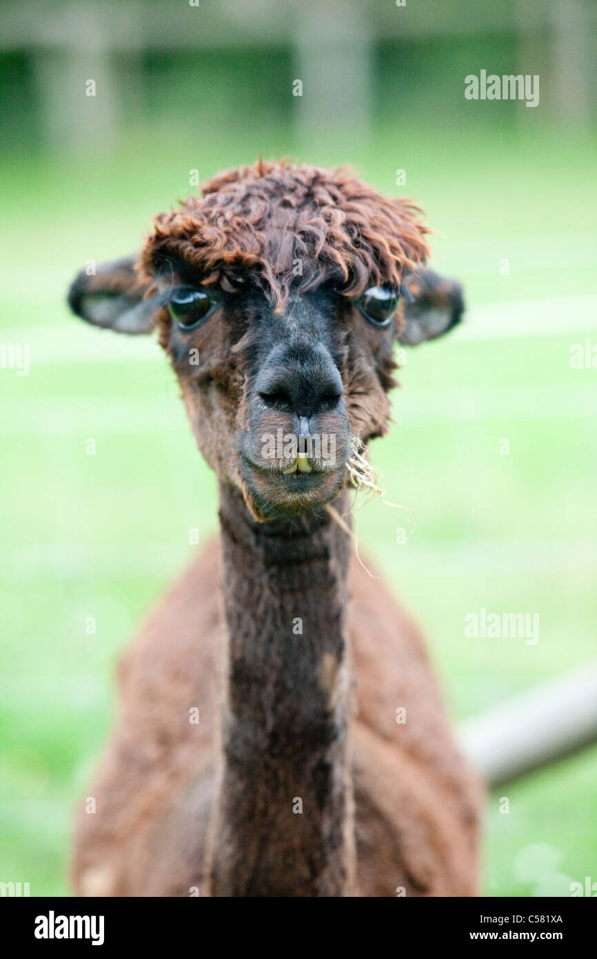 Lama haarschnitt -Fotos und -Bildmaterial in hoher Auflösung – Alamy
