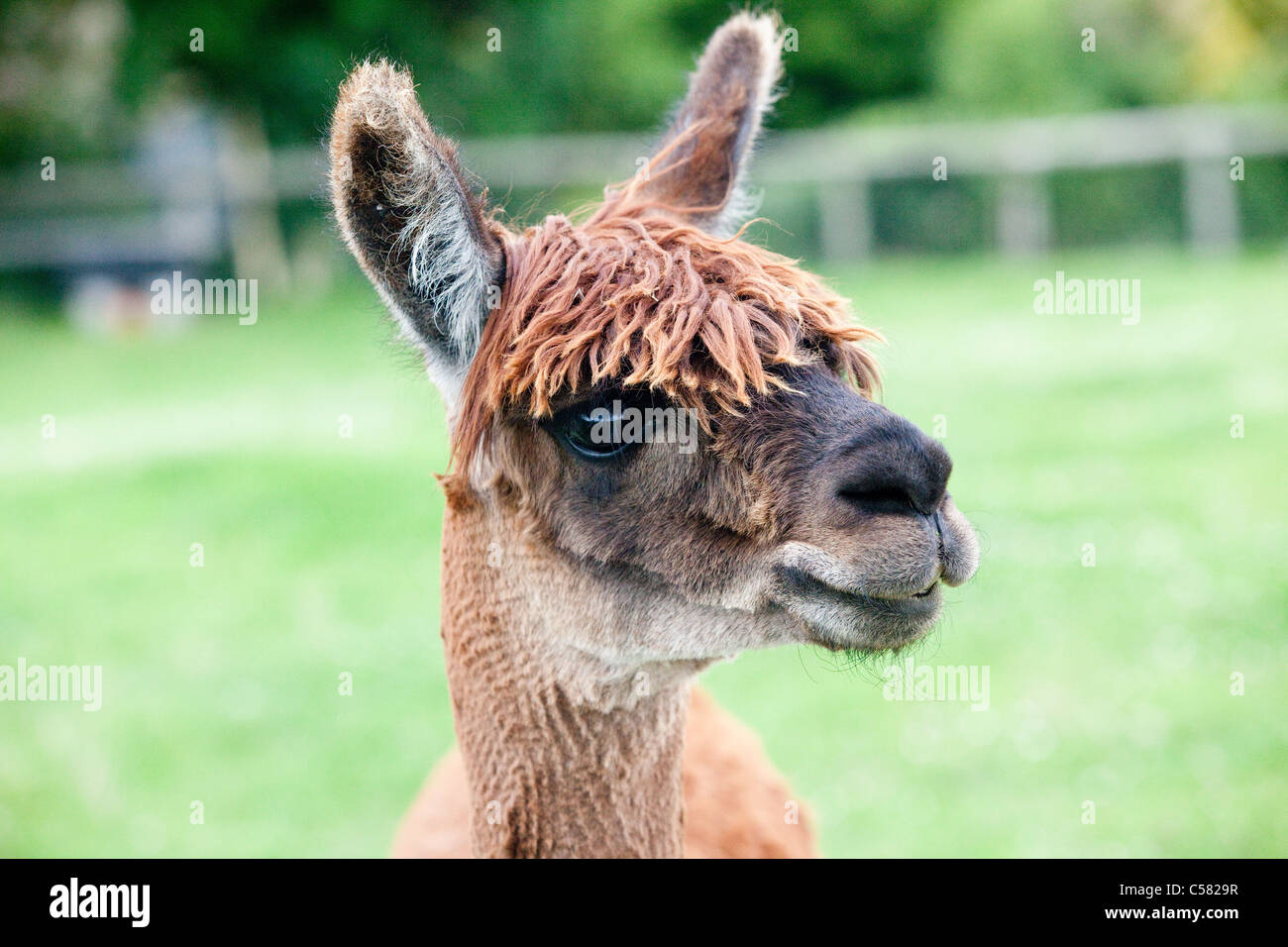 Braune suri -Fotos und -Bildmaterial in hoher Auflösung – Alamy