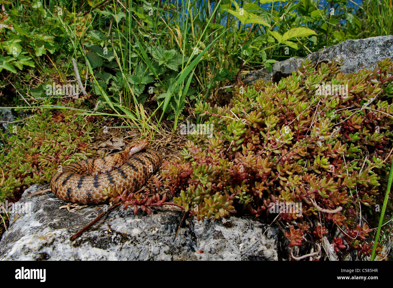 Asp viper vipera aspis -Fotos und -Bildmaterial in hoher Auflösung – Alamy