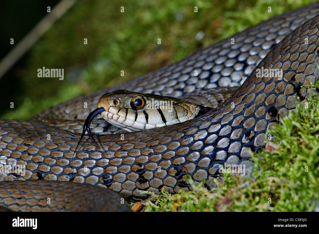Natrix natrix helvetica -Fotos und -Bildmaterial in hoher Auflösung – Alamy