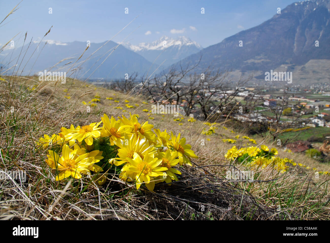 Blume blume -Fotos und -Bildmaterial in hoher Auflösung – Alamy