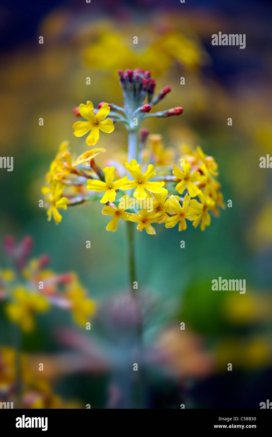 Primula chungensis -Fotos und -Bildmaterial in hoher Auflösung – Alamy