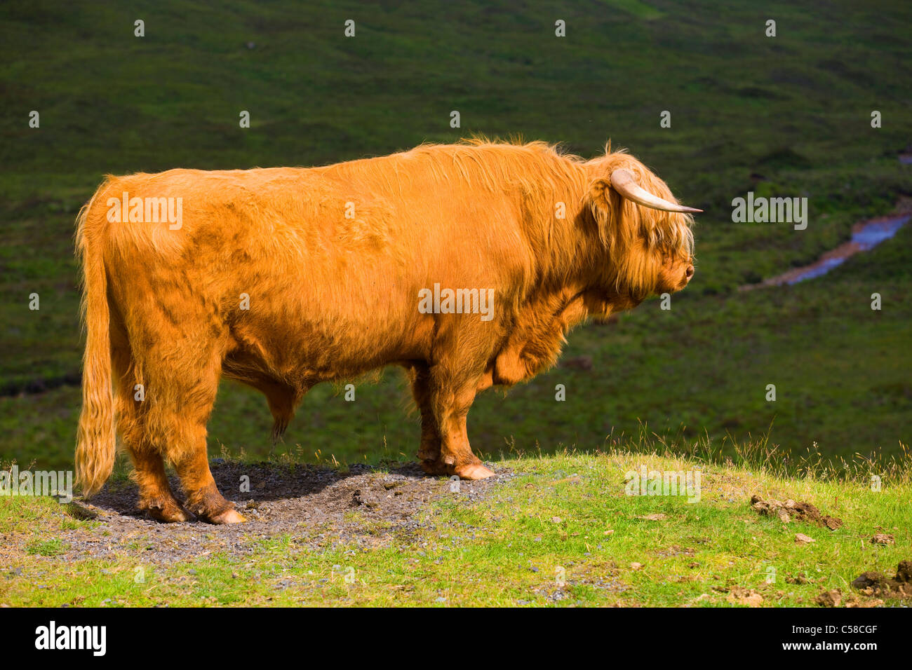 Hochland tier -Fotos und -Bildmaterial in hoher Auflösung – Alamy