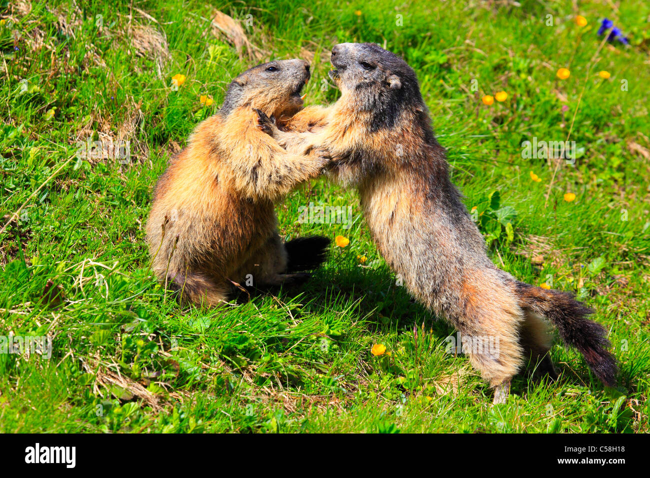 Hohe gerber -Fotos und -Bildmaterial in hoher Auflösung – Alamy