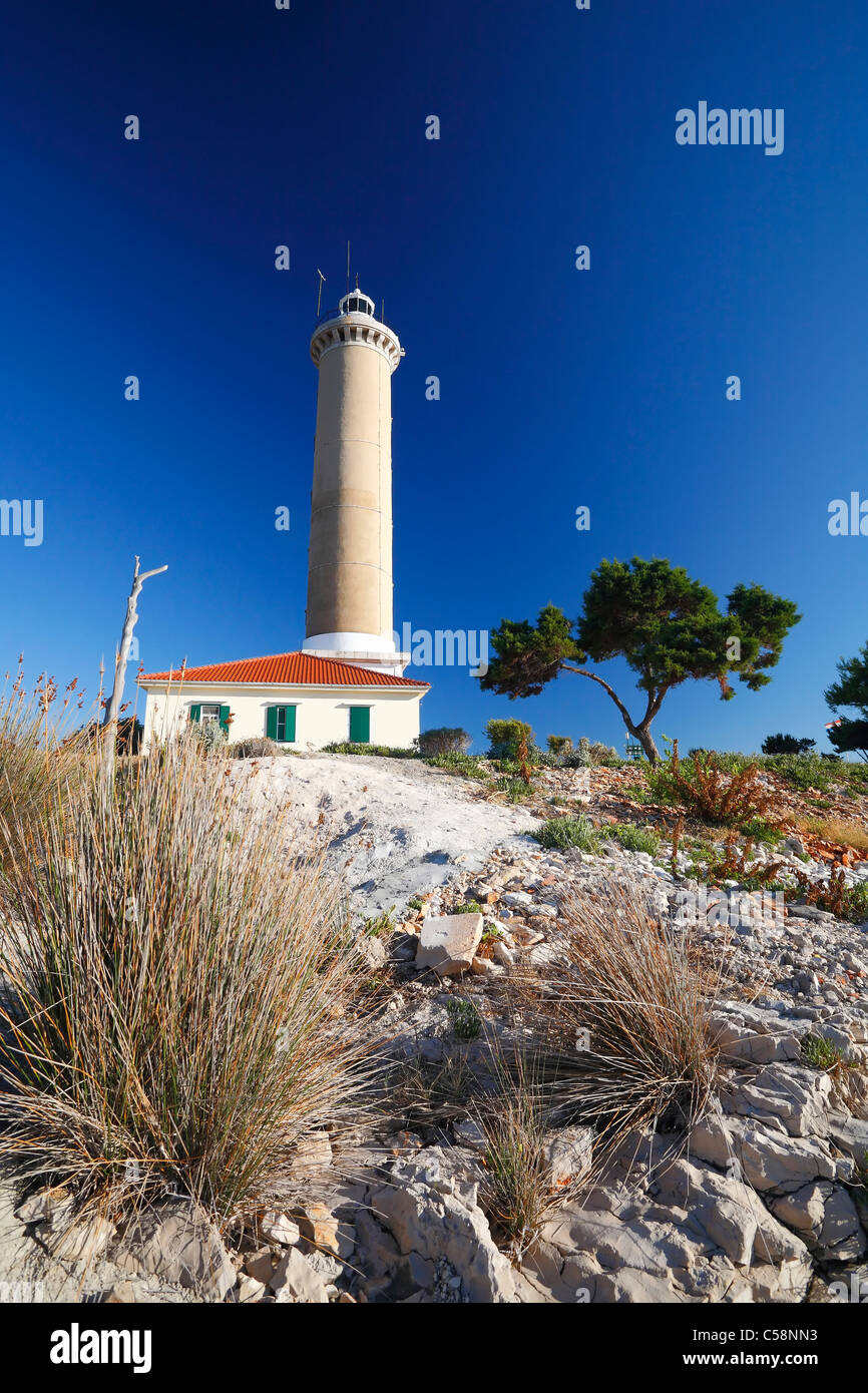 Fette Sandratte Stockfotos und -bilder Kaufen - Alamy