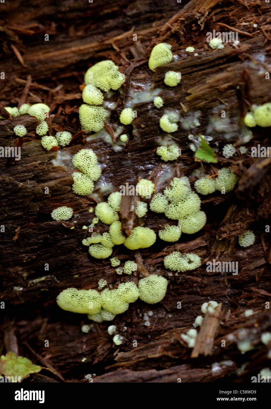 Korallen Schleim Schimmel, Poroid Form, Ceratiomyxa Fruticulosa var ...