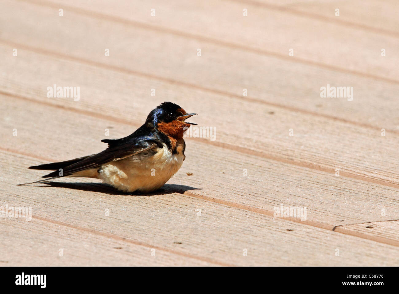 Zwitschernde vögel -Fotos und -Bildmaterial in hoher Auflösung – Alamy