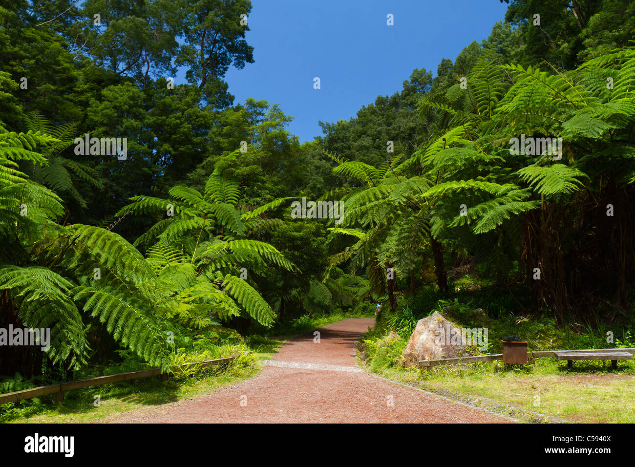 Sao miguel azores caldeira velha -Fotos und -Bildmaterial in hoher ...