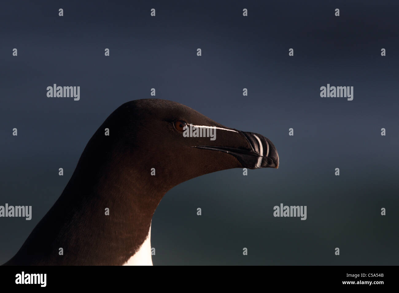 Alca torda vogel -Fotos und -Bildmaterial in hoher Auflösung – Alamy