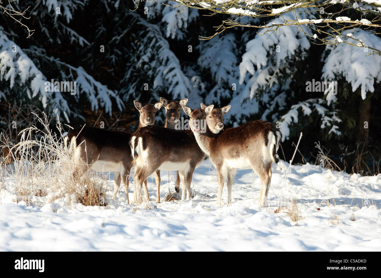 Wald Rehe Stockfotos und -bilder Kaufen - Alamy