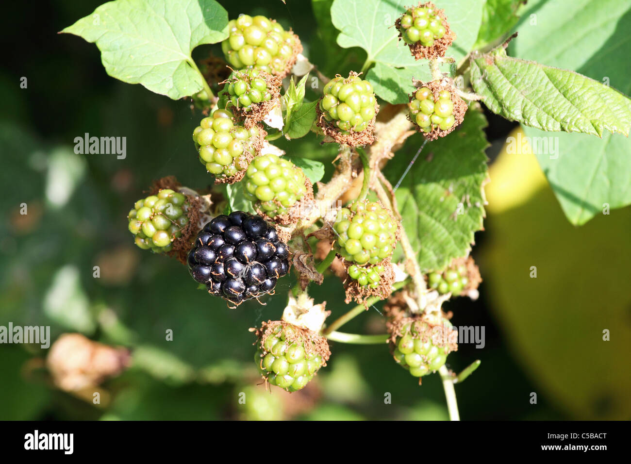Brombeere reif -Fotos und -Bildmaterial in hoher Auflösung – Alamy