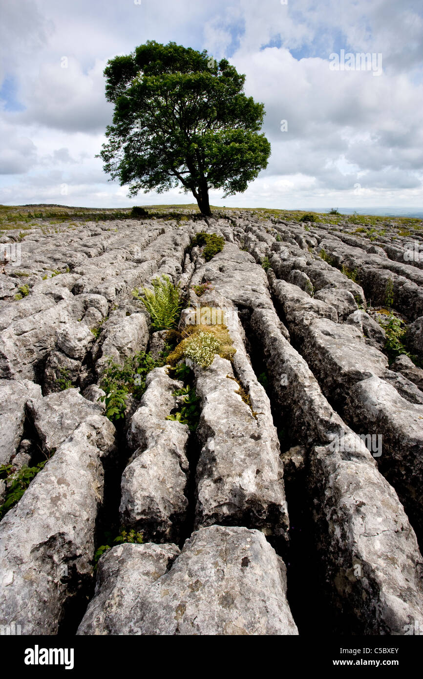 Einsamer Baum und Kalkstein Pflaster über Malham Cove und Gordale Narbe ...