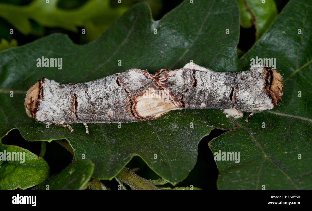Moths mating -Fotos und -Bildmaterial in hoher Auflösung – Alamy